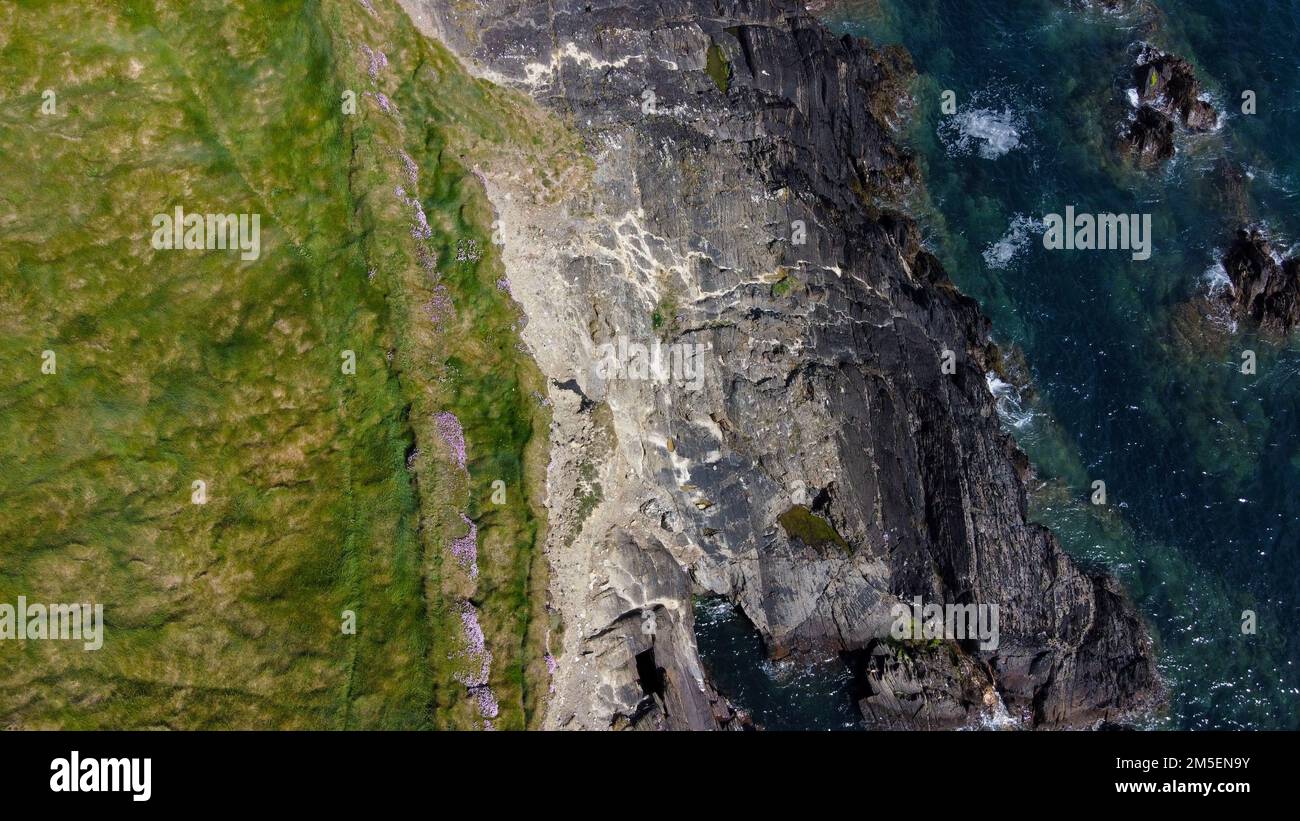 Dense thickets of grass. Grass-covered rocks on the Atlantic Ocean ...