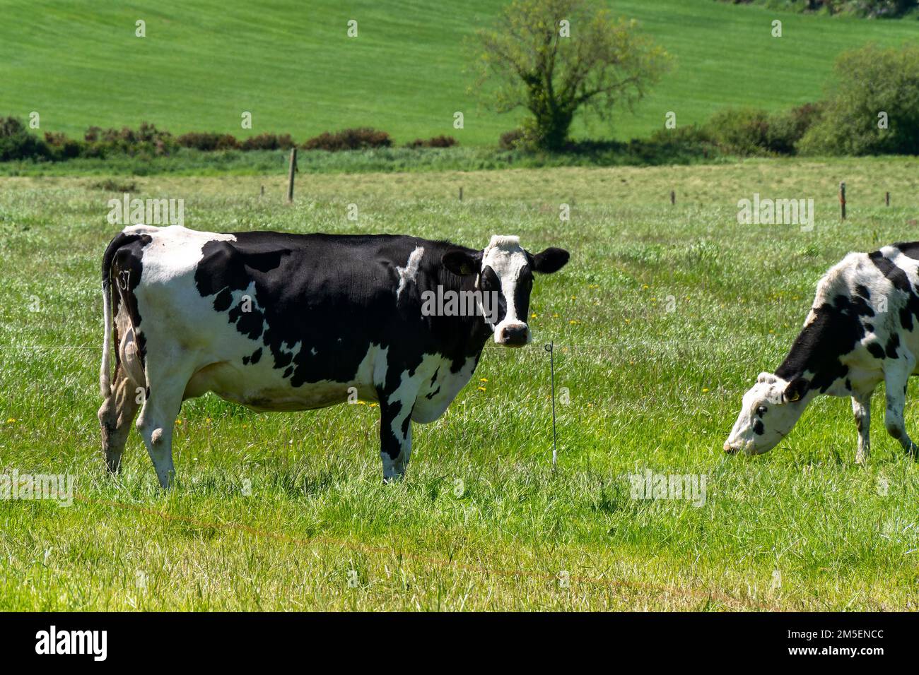 Two cows on a pasture on a spring day. Cattle. Cows grazing. Black and ...