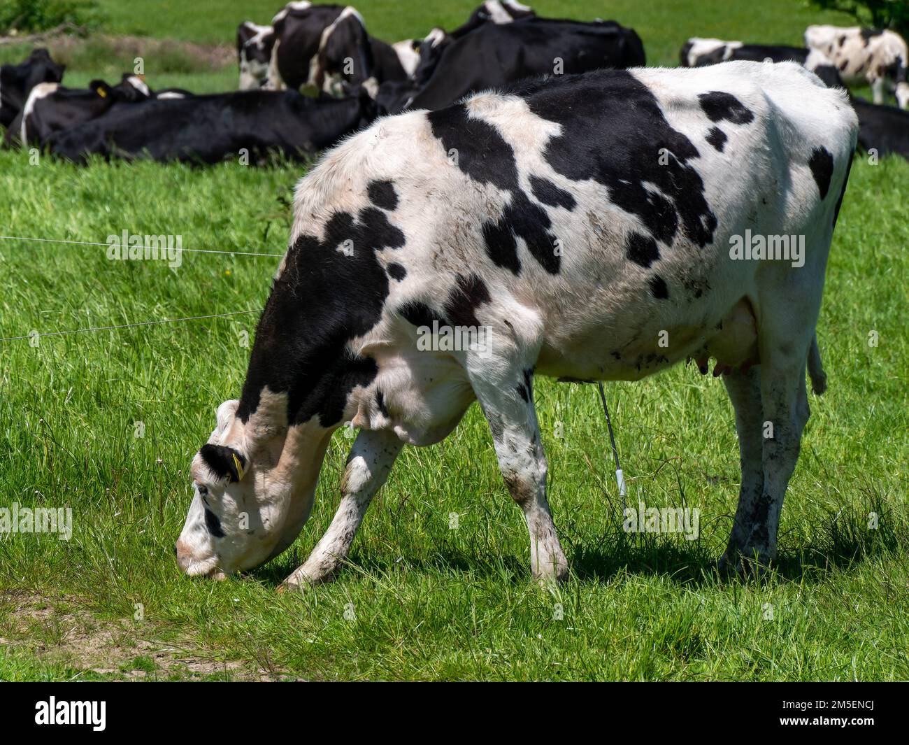 A white cow with black spots grazes on a farmer's field in spring ...