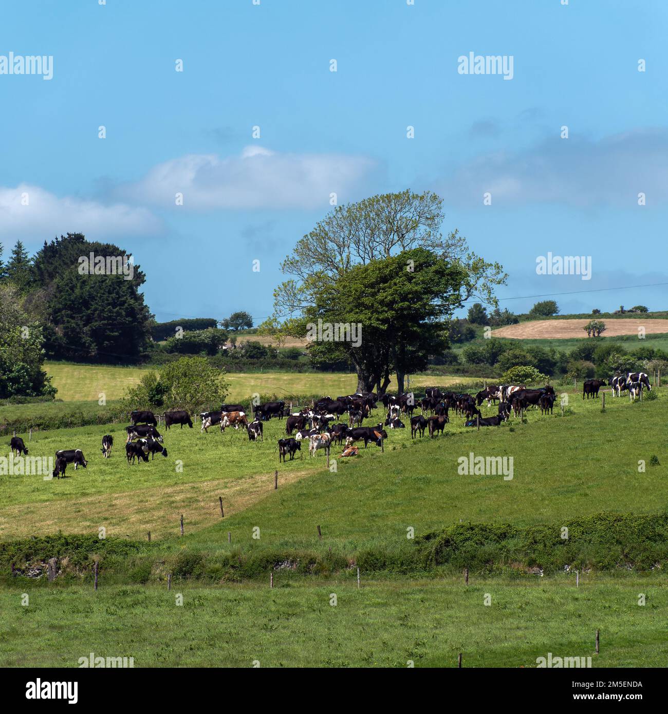 A cows on a pasture on a sunny spring day. Livestock farm. Cows on free ...