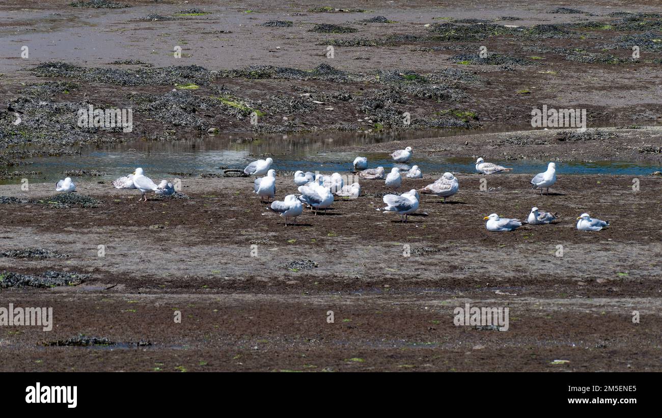 A lot of sea gulls are swarming on the sea mud during low tide on a ...