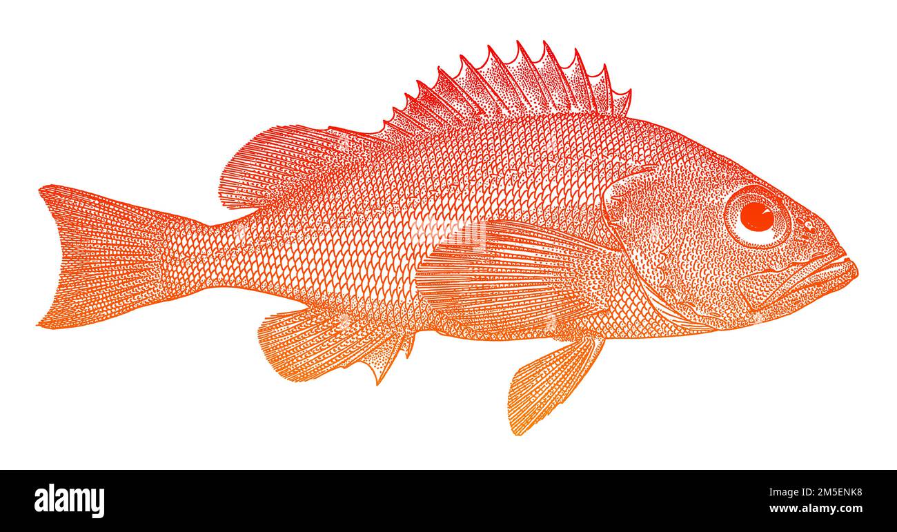 Angry rockfish hi-res stock photography and images - Alamy