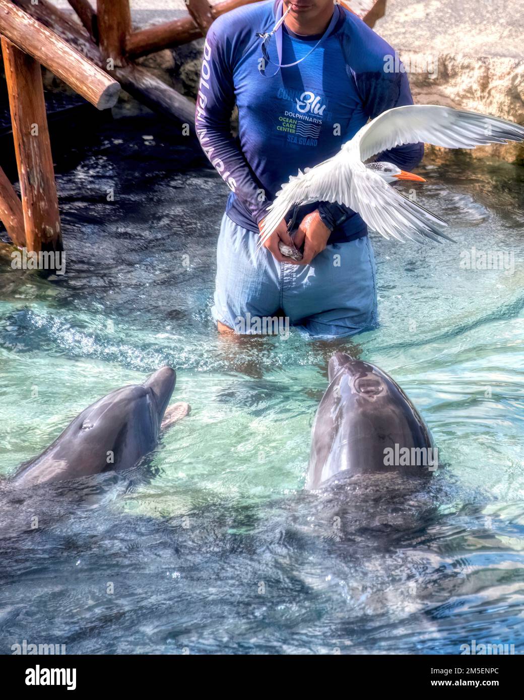 Two bottlenose dolphins underwater hi-res stock photography and images ...