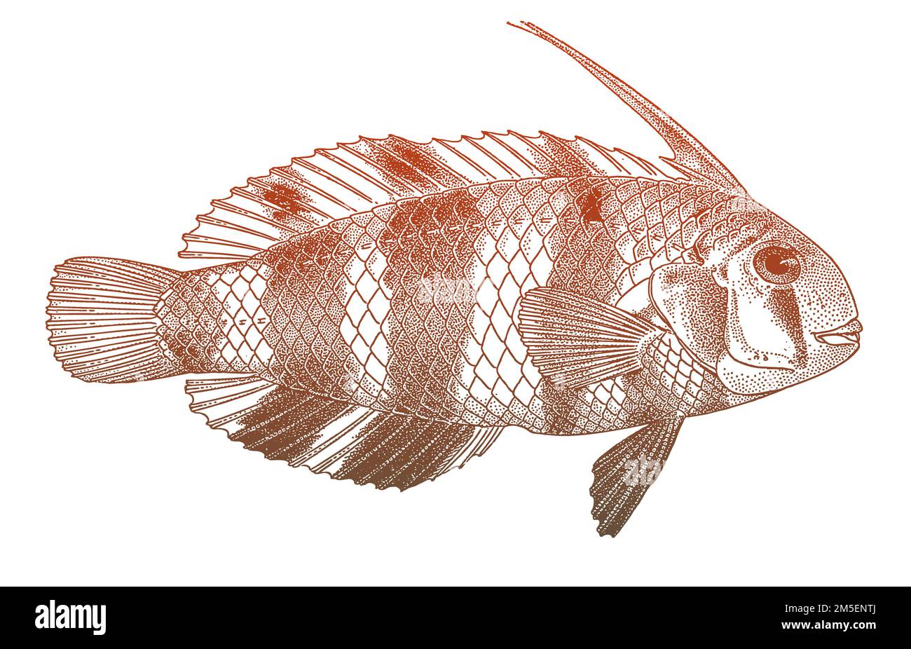 Blackspot razorfish iniistius dea, tropical marine fish in side view ...