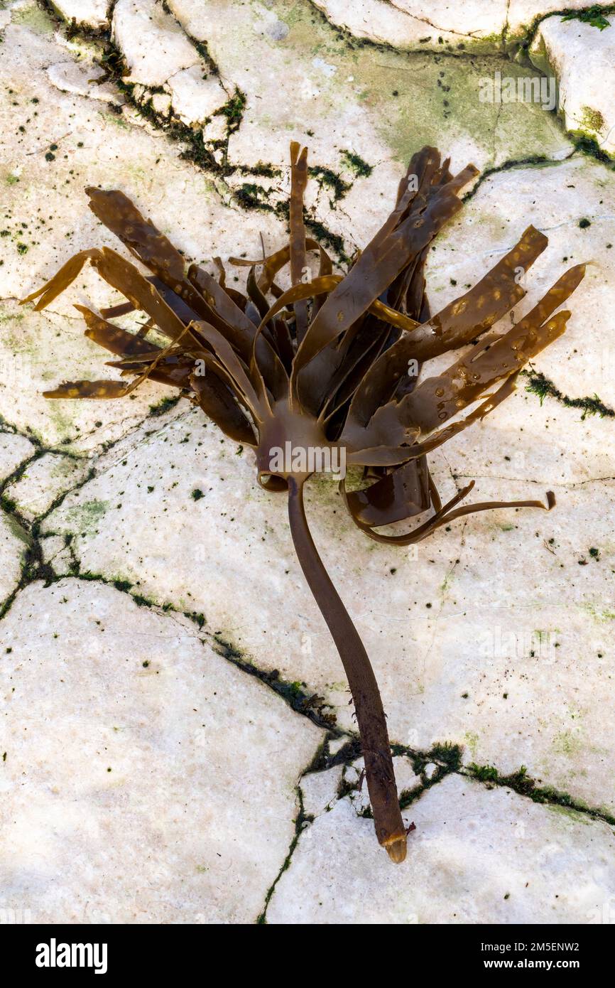 Seaweed washed up beach hi-res stock photography and images - Alamy