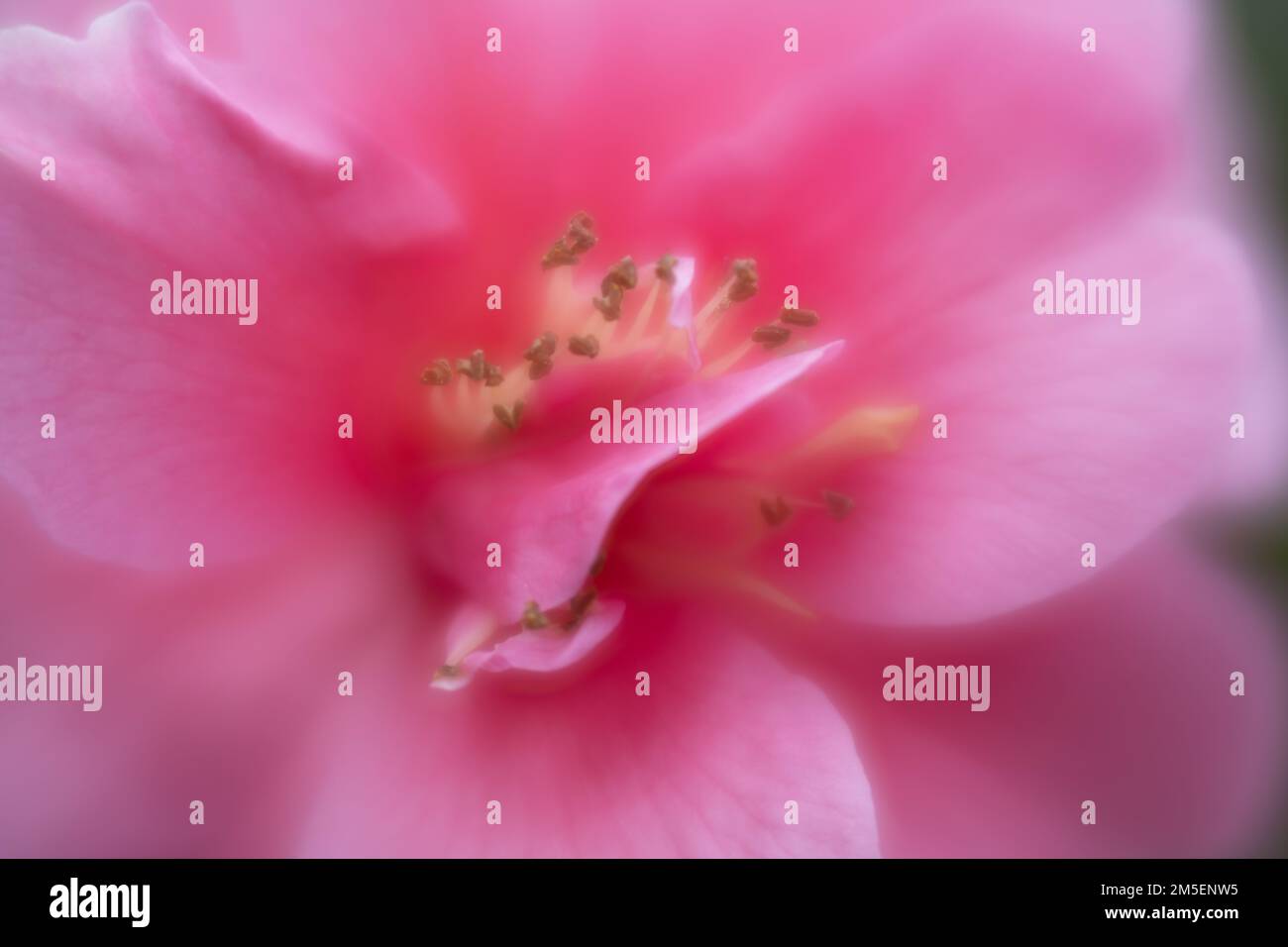 Soft and misty hi-res stock photography and images - Alamy