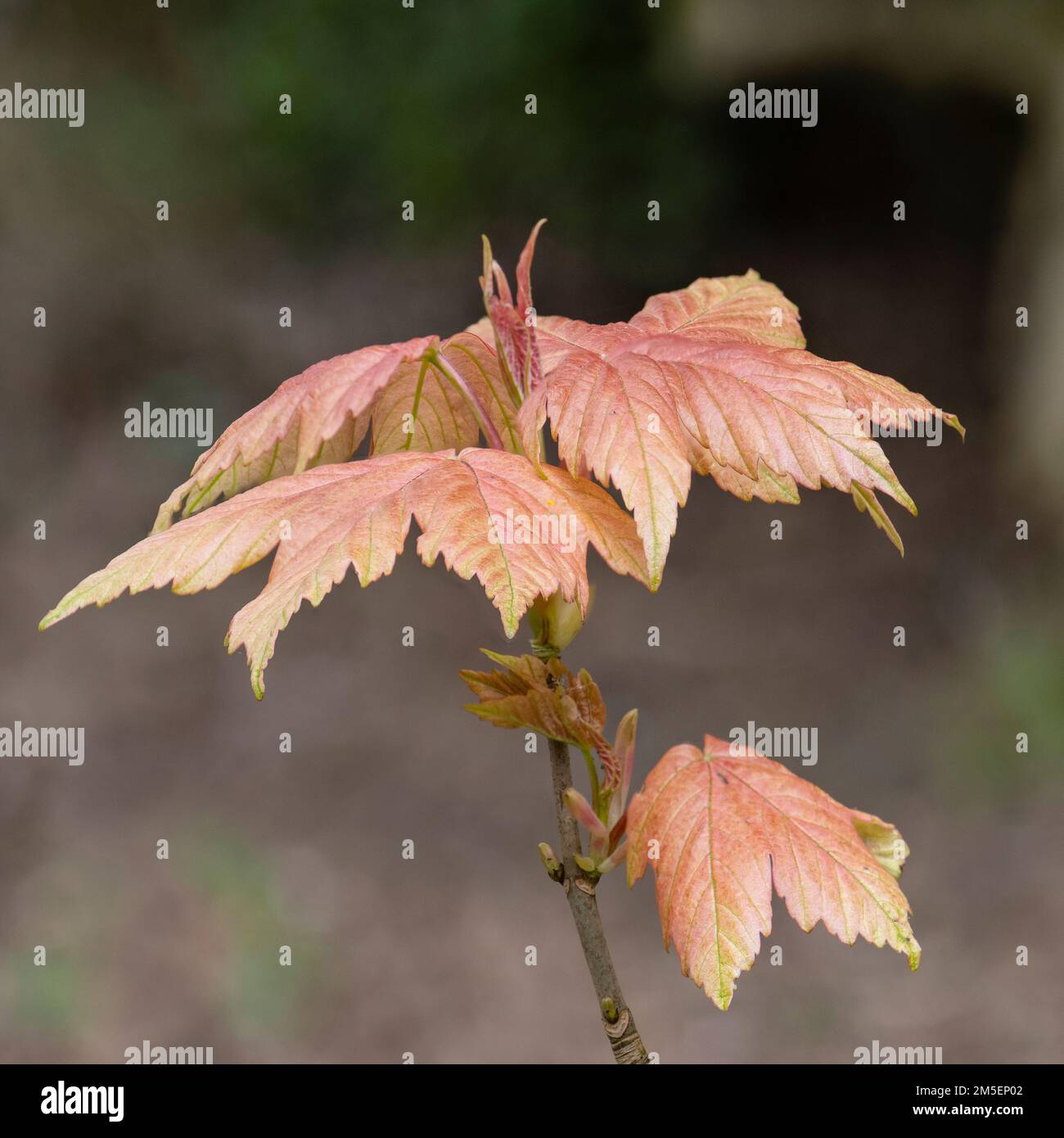 Coloured new leaves hi-res stock photography and images - Alamy