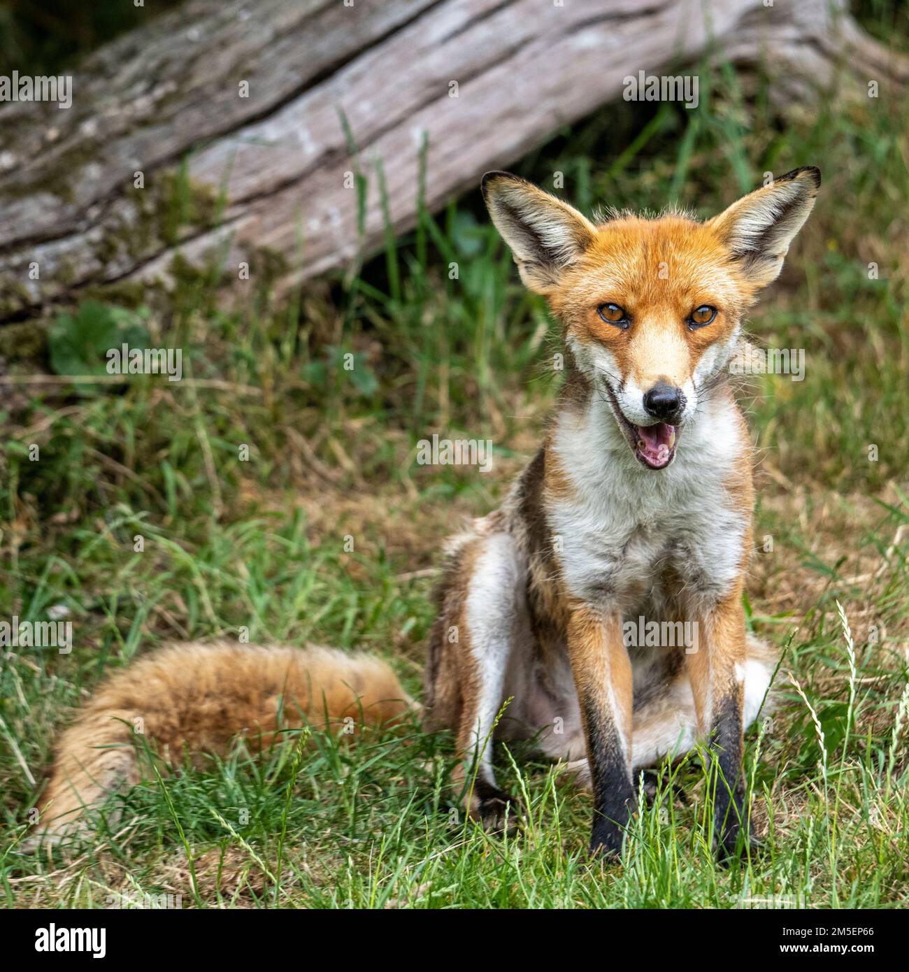 Fox resting on grassy field Stock Photo - Alamy