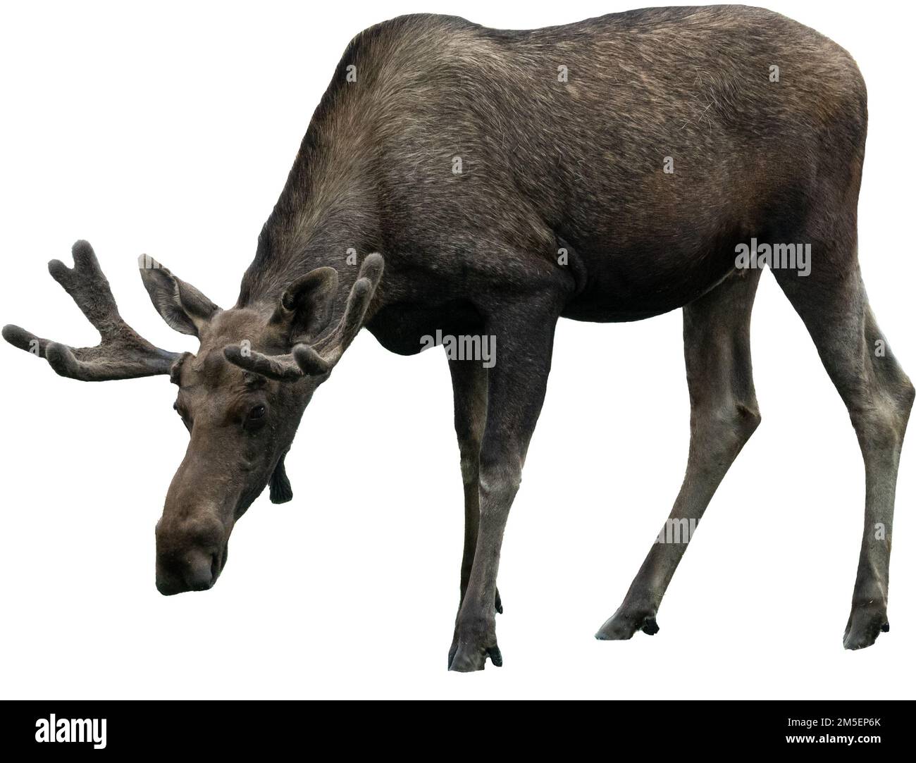 Alaskan moose, isolated on white background Stock Photo - Alamy