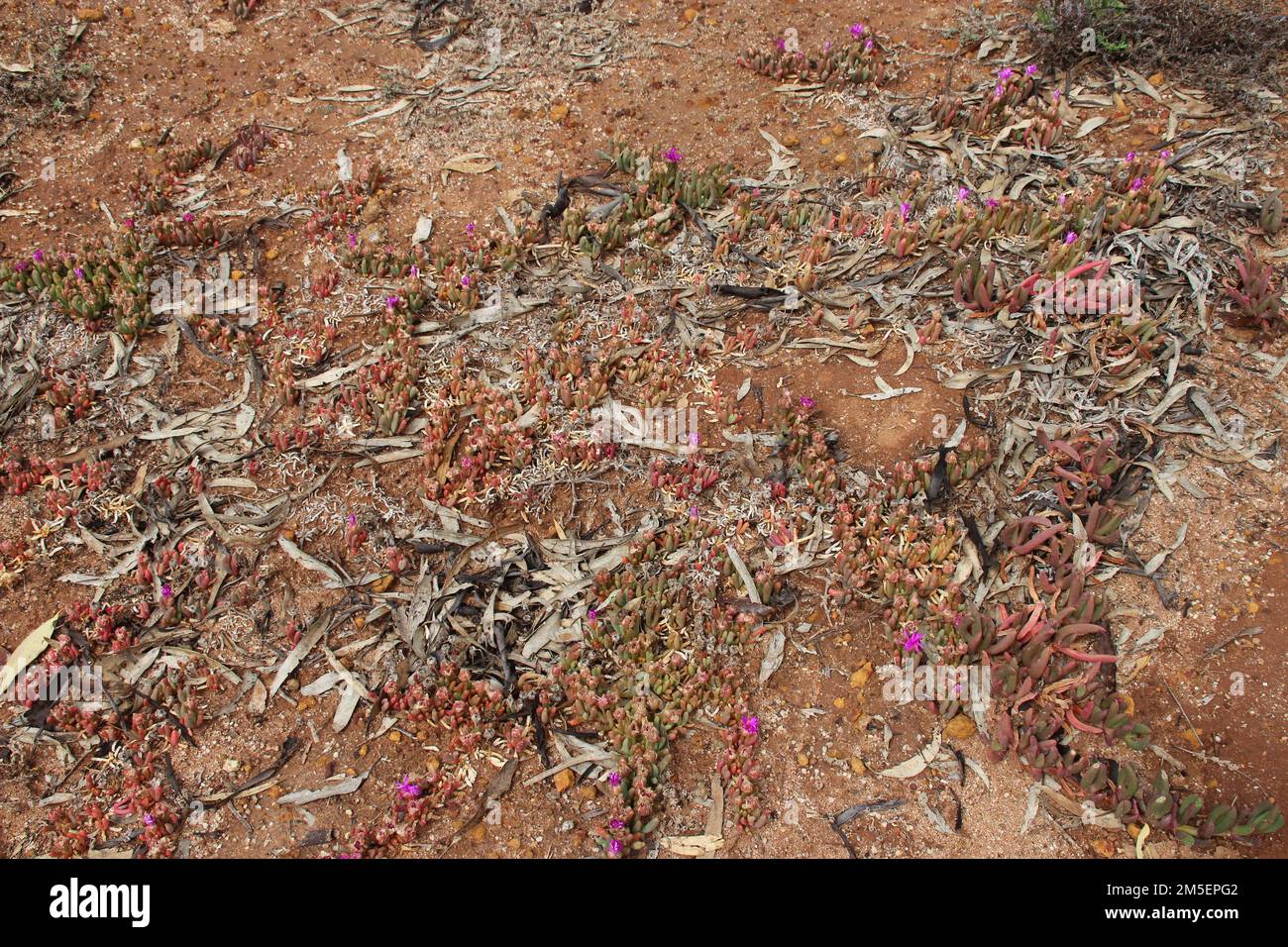 ground and vegetation in australia Stock Photo - Alamy