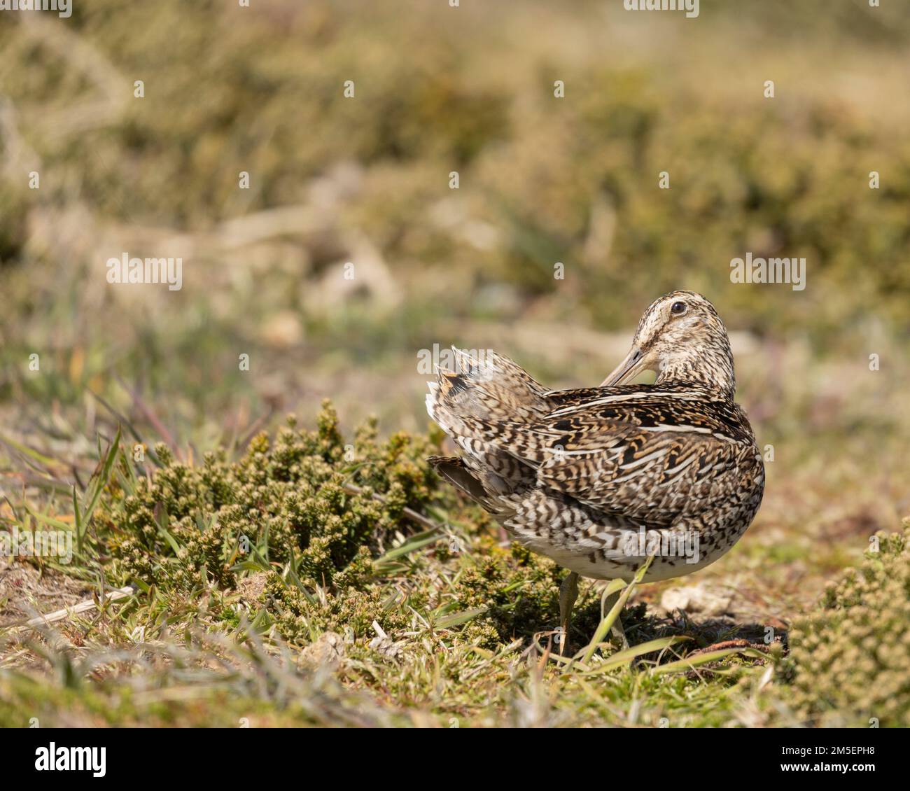 Magellanic Snipe, Gallinago magellanica, preening: Sea Lion Island ...