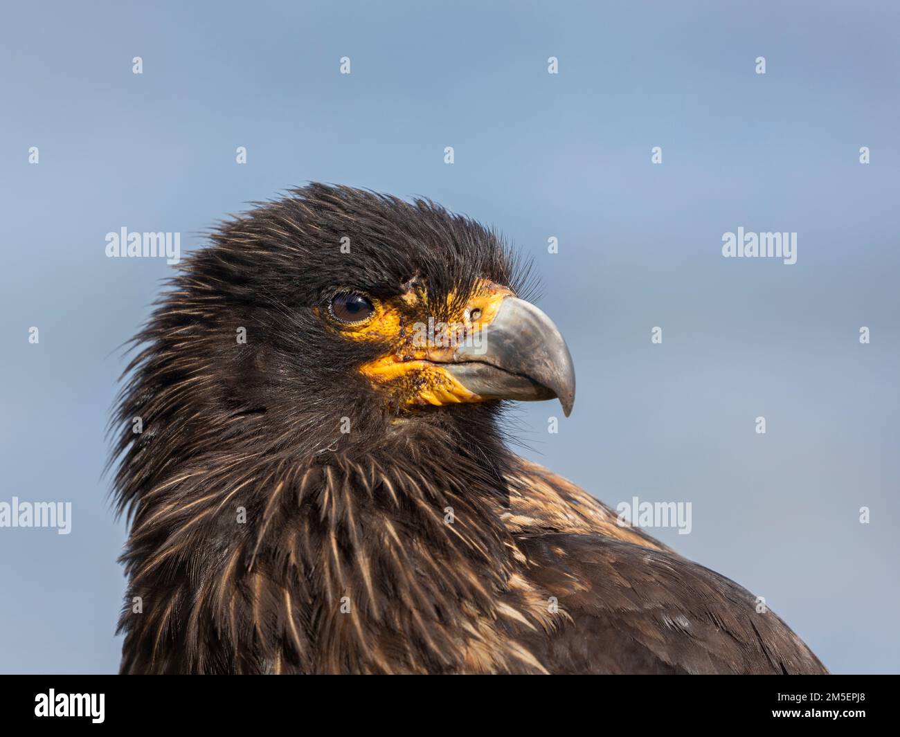 Portrait of a Striated Caracara; Phalcoboenus australis, aka Johnny ...
