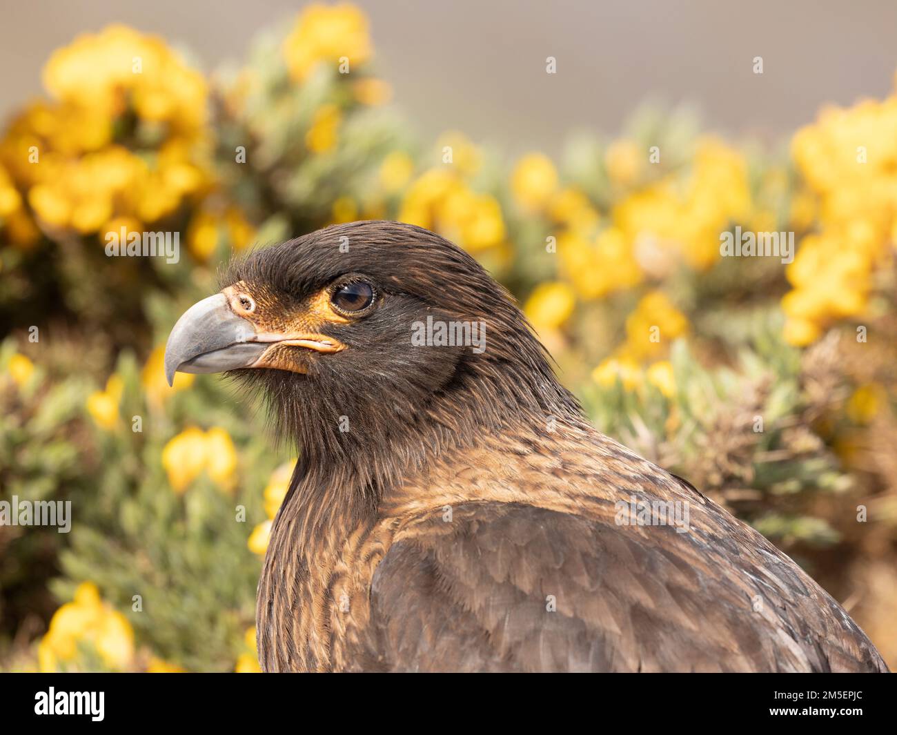 Portrait of a Striated Caracara; Phalcoboenus australis, aka Johnny ...