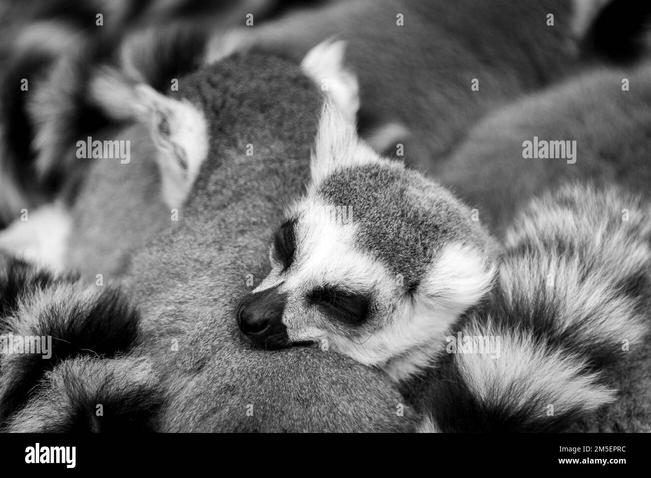 A grayscale closeup of Ring-tailed lemurs sleeping with blur background ...