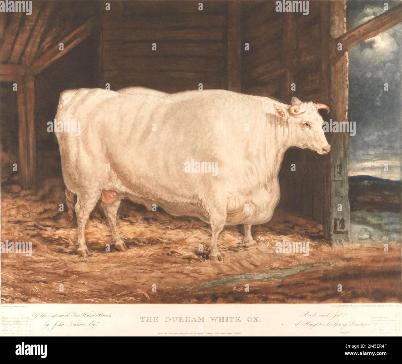 Durham horned cattle hi-res stock photography and images - Alamy