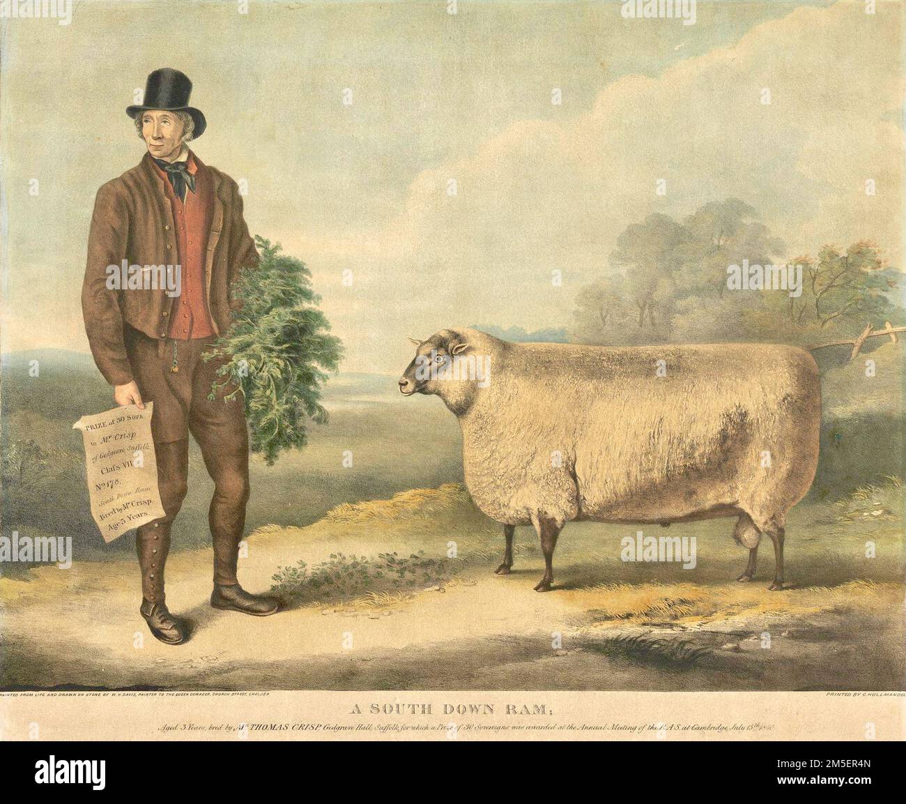 William Henry Davis - A South Down Ram - 1840 Stock Photo - Alamy
