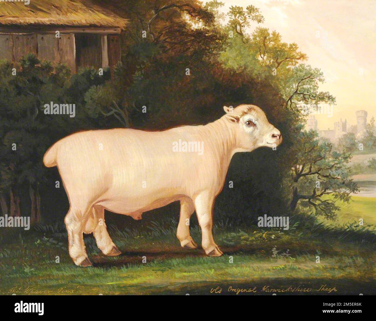 Thomas Weaver - A Prize Warwickshire Lamb - between 1819 and 1840 Stock ...