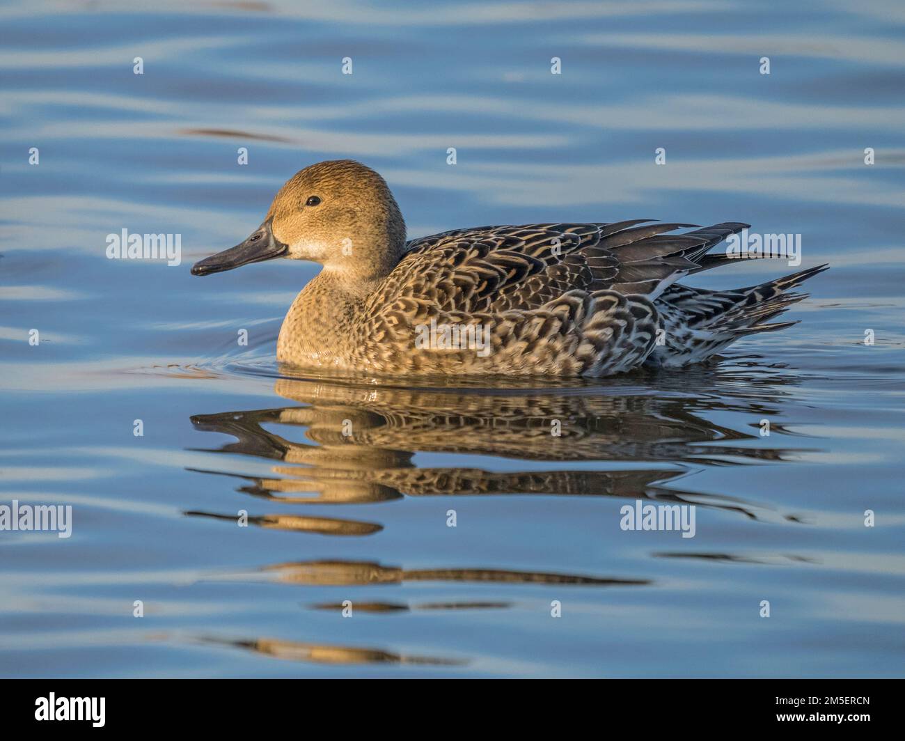Female Northern Pintail (Anas acuta) swimming, Welney, Norfolk, England ...