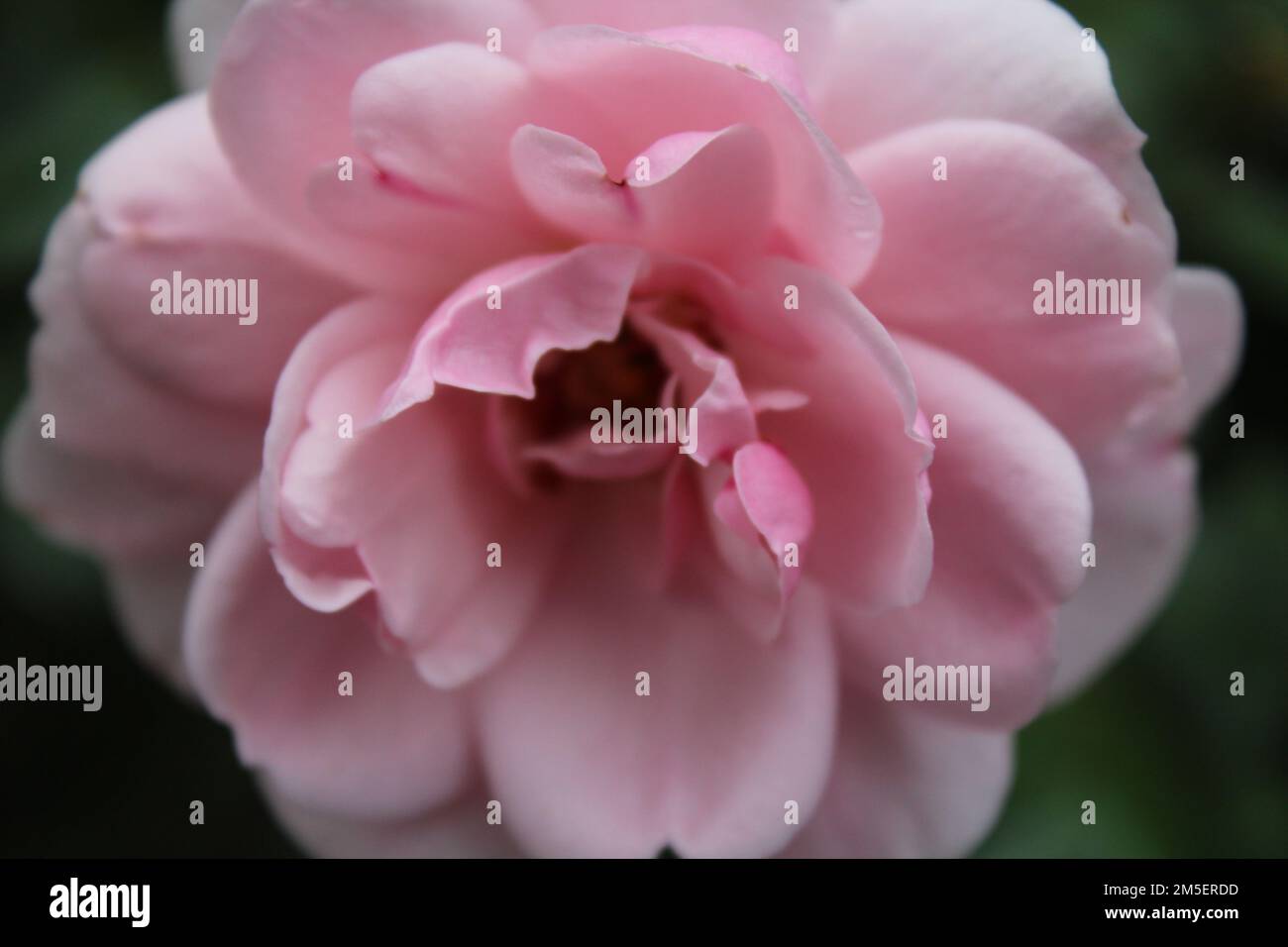 A closeup of a pink rose against blurred background Stock Photo - Alamy