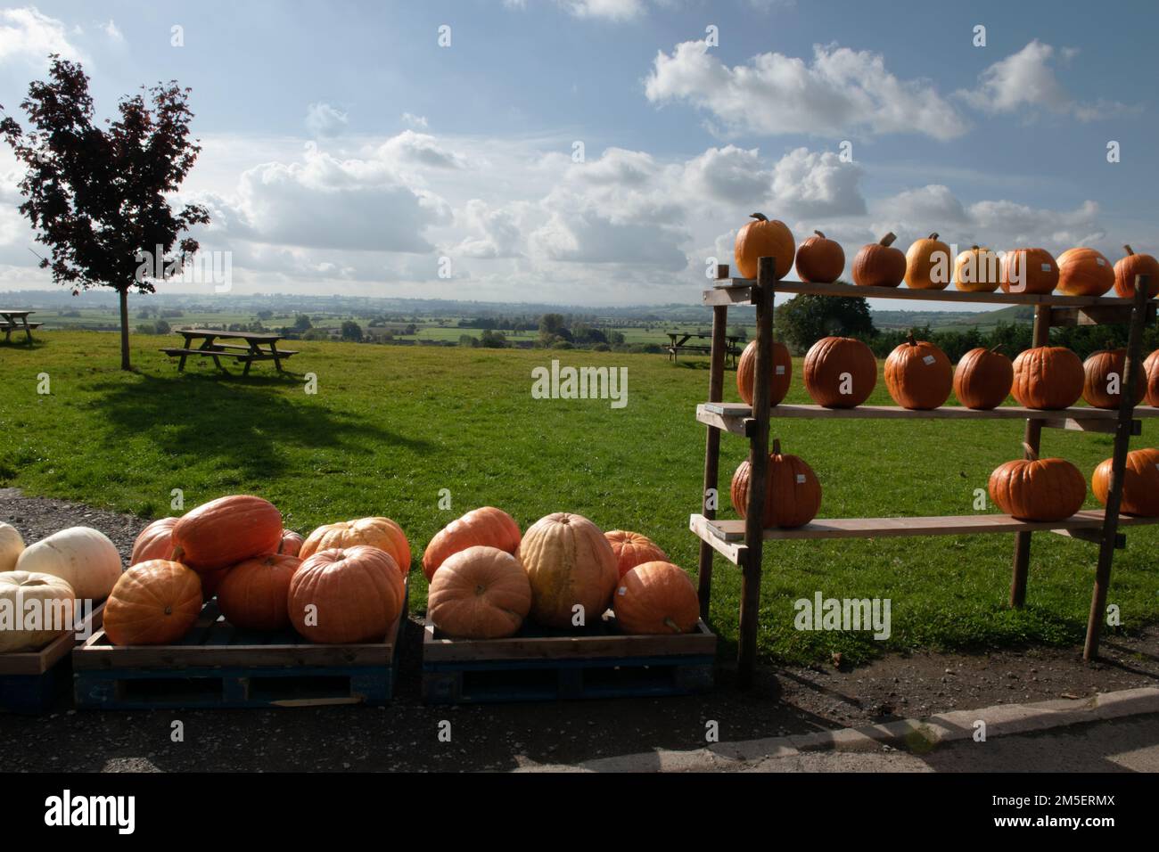 Pumkins at a roadsise stall, Draycott, Somerset, England Stock Photo ...