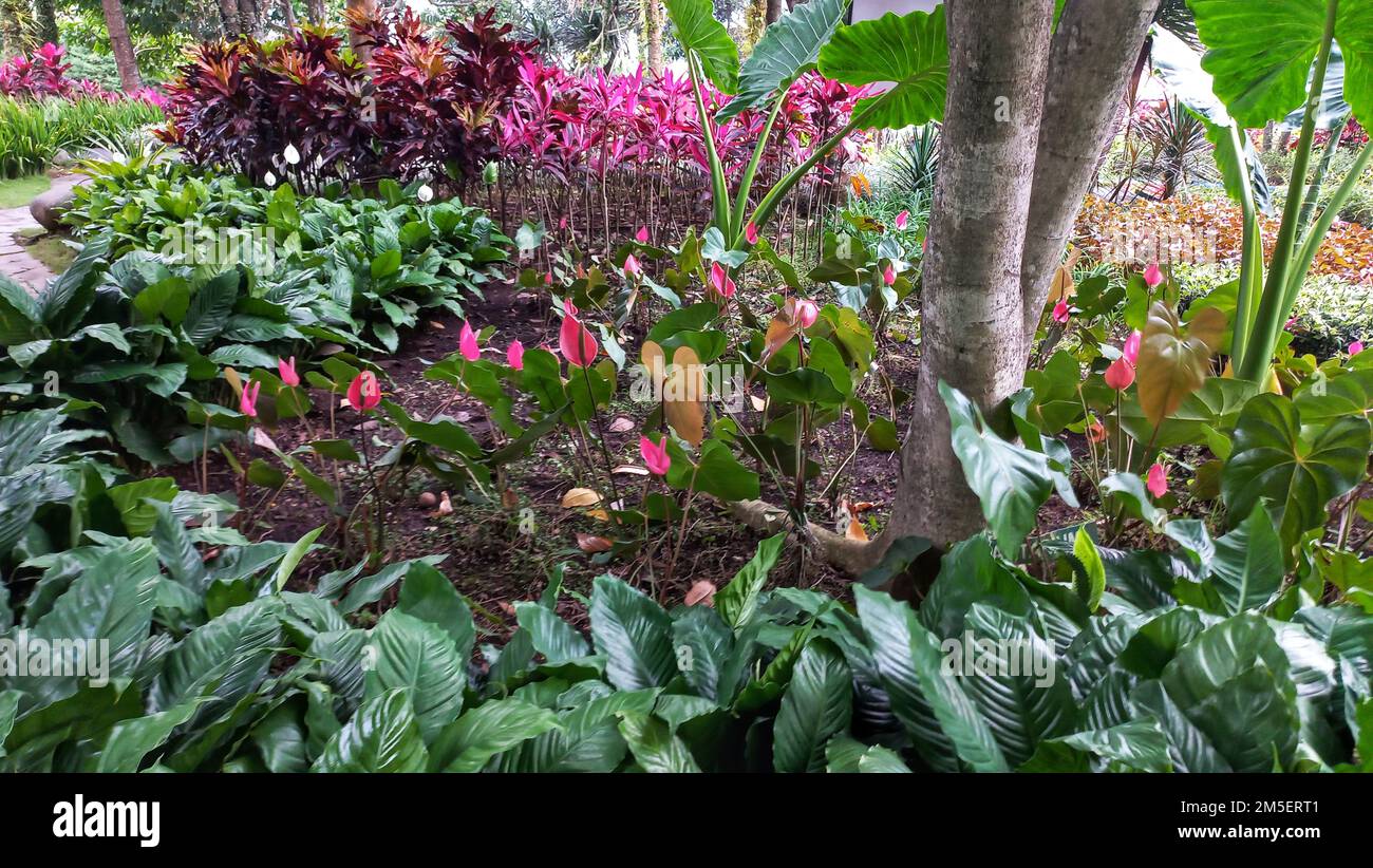 Beauty red pink plant tree flower in the public park with neatly ...