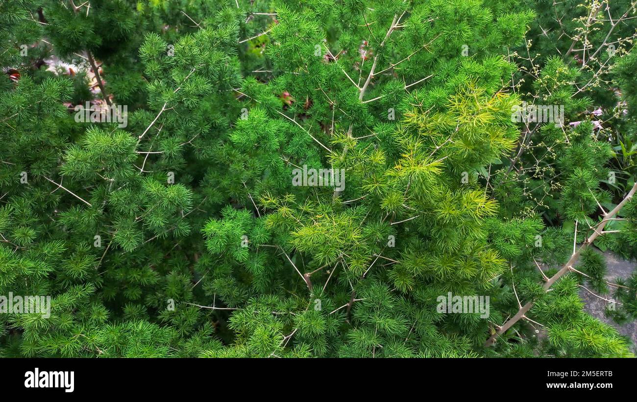 Close up Asparagus ornamental plant tree in the public park garden ...