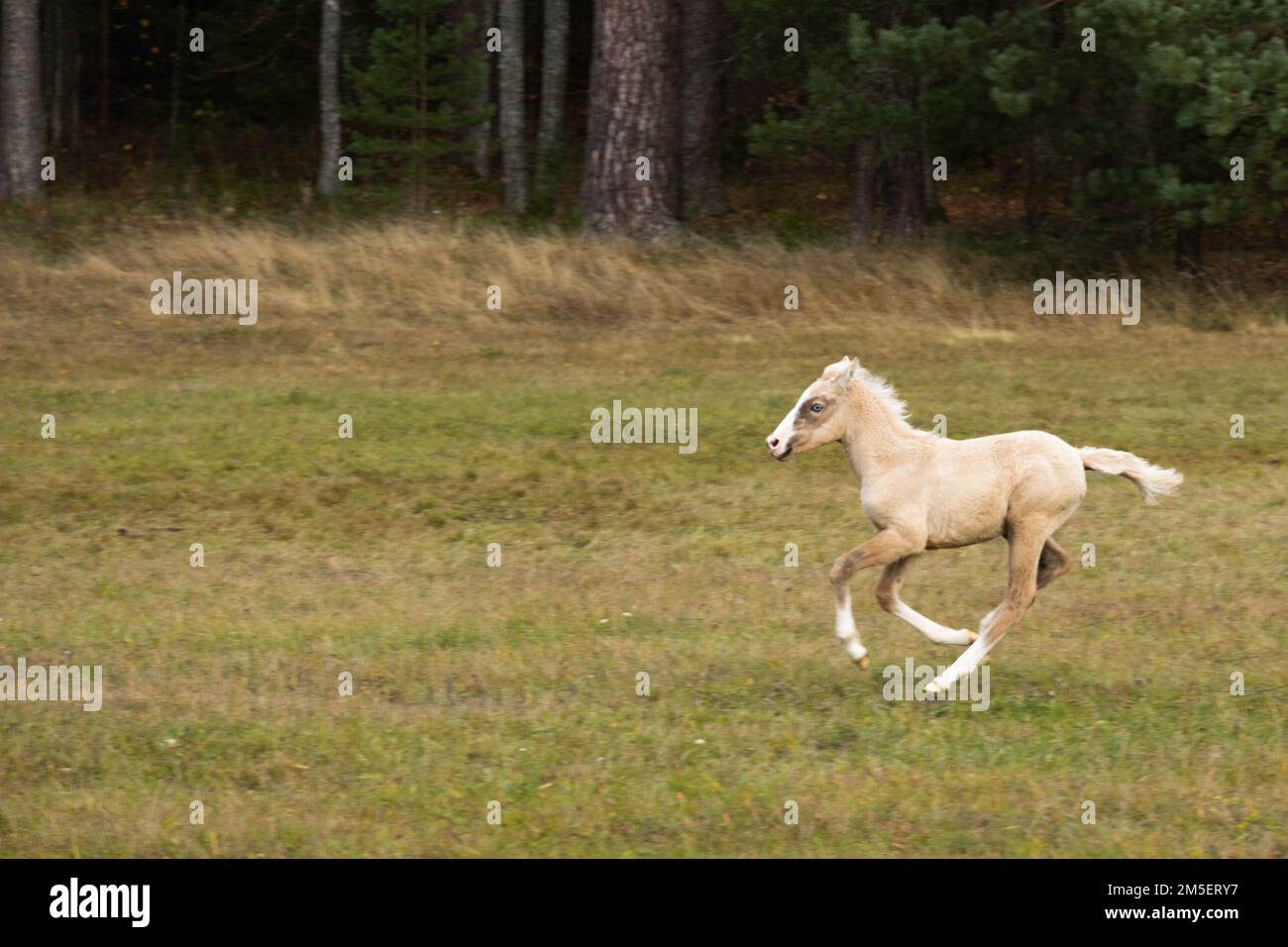 Mare with foal running side by side hi-res stock photography and images ...
