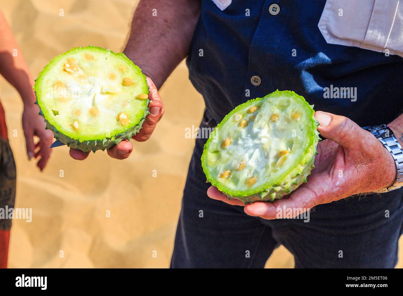 Sandwich Harbor, Namibia - 03 October 2018: African horned cucumber ...