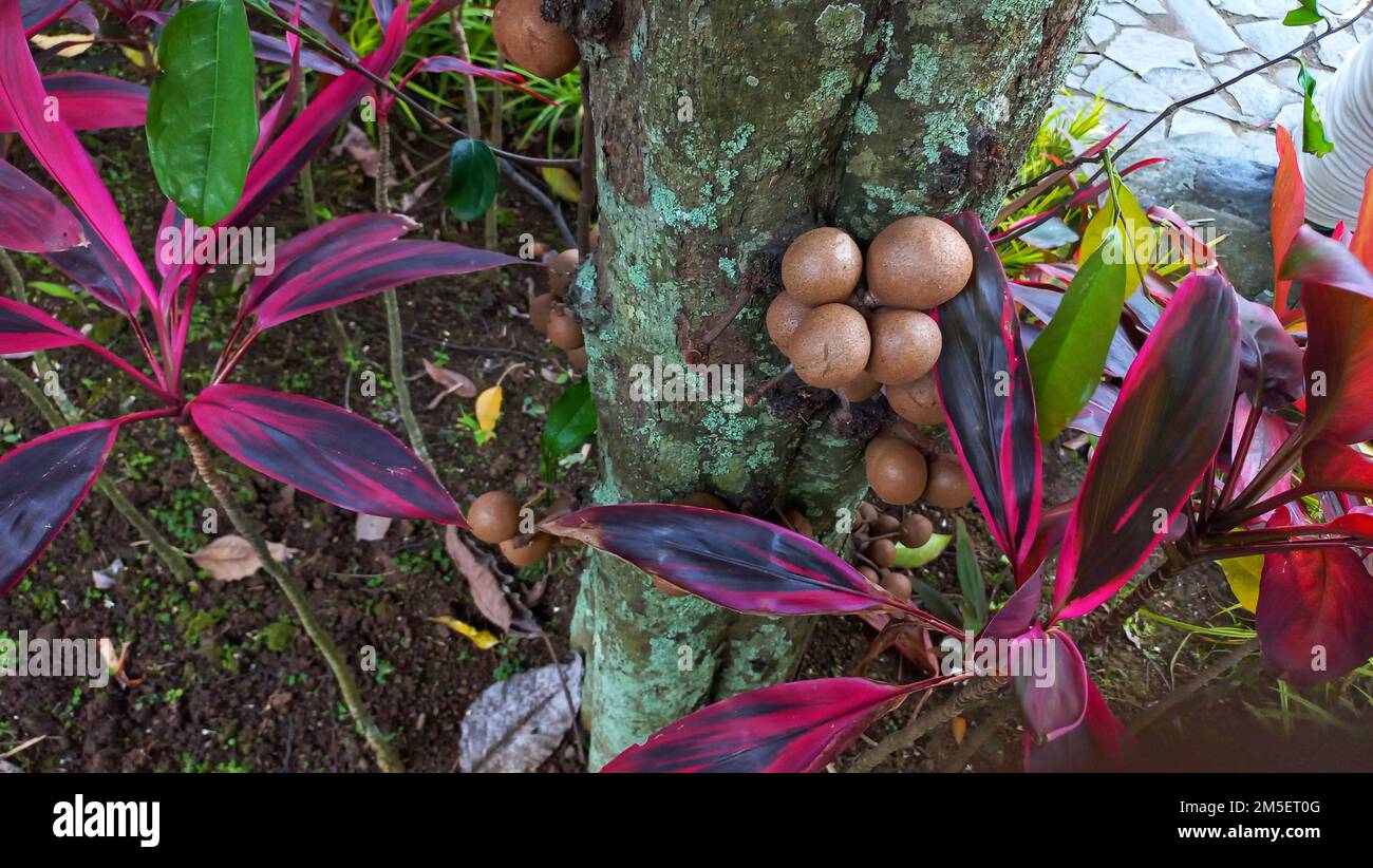 Sapodila fruit hi-res stock photography and images - Alamy