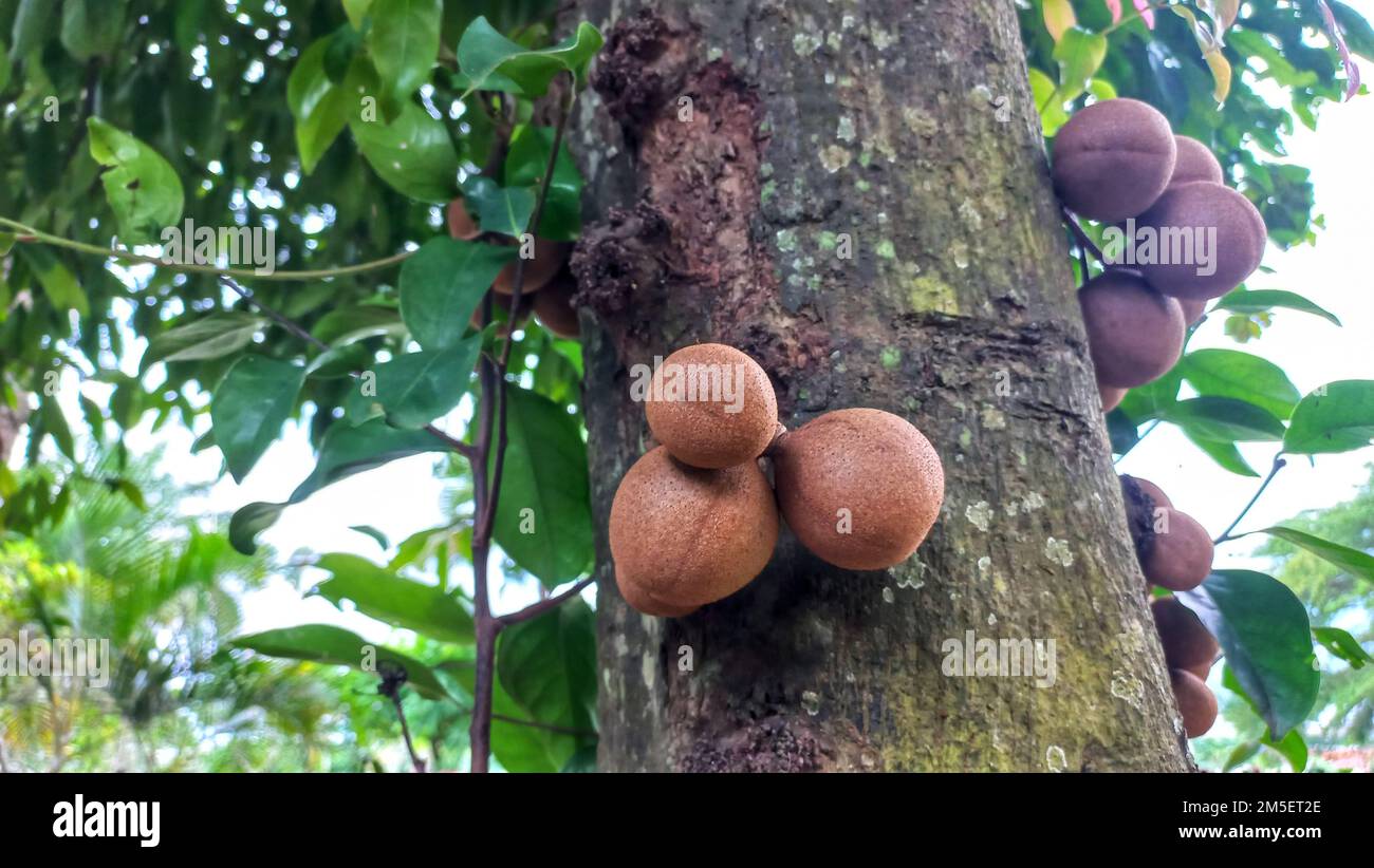Close up like brown sapodilla fruit in the tree Stock Photo - Alamy