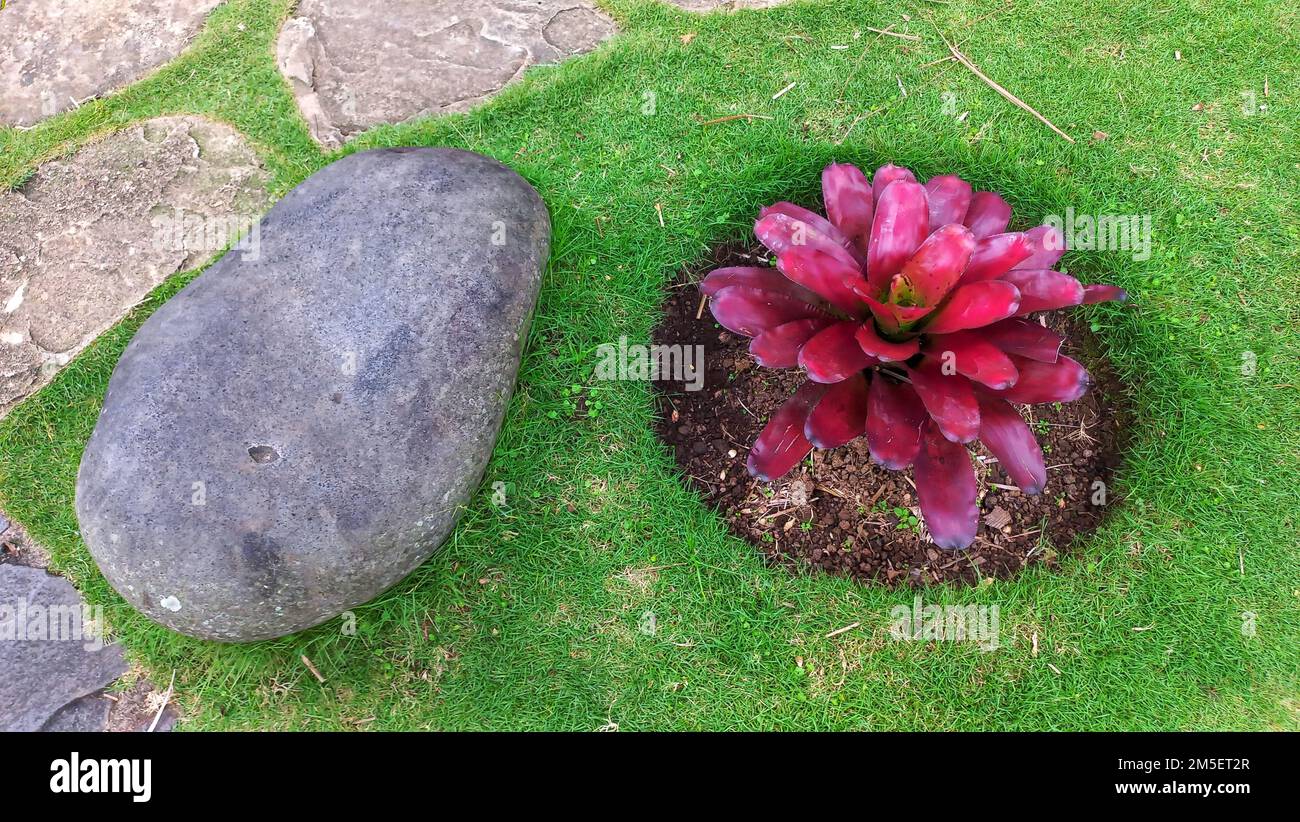 Red Bromeliads are ornamental plants that belong to the pineapple ...