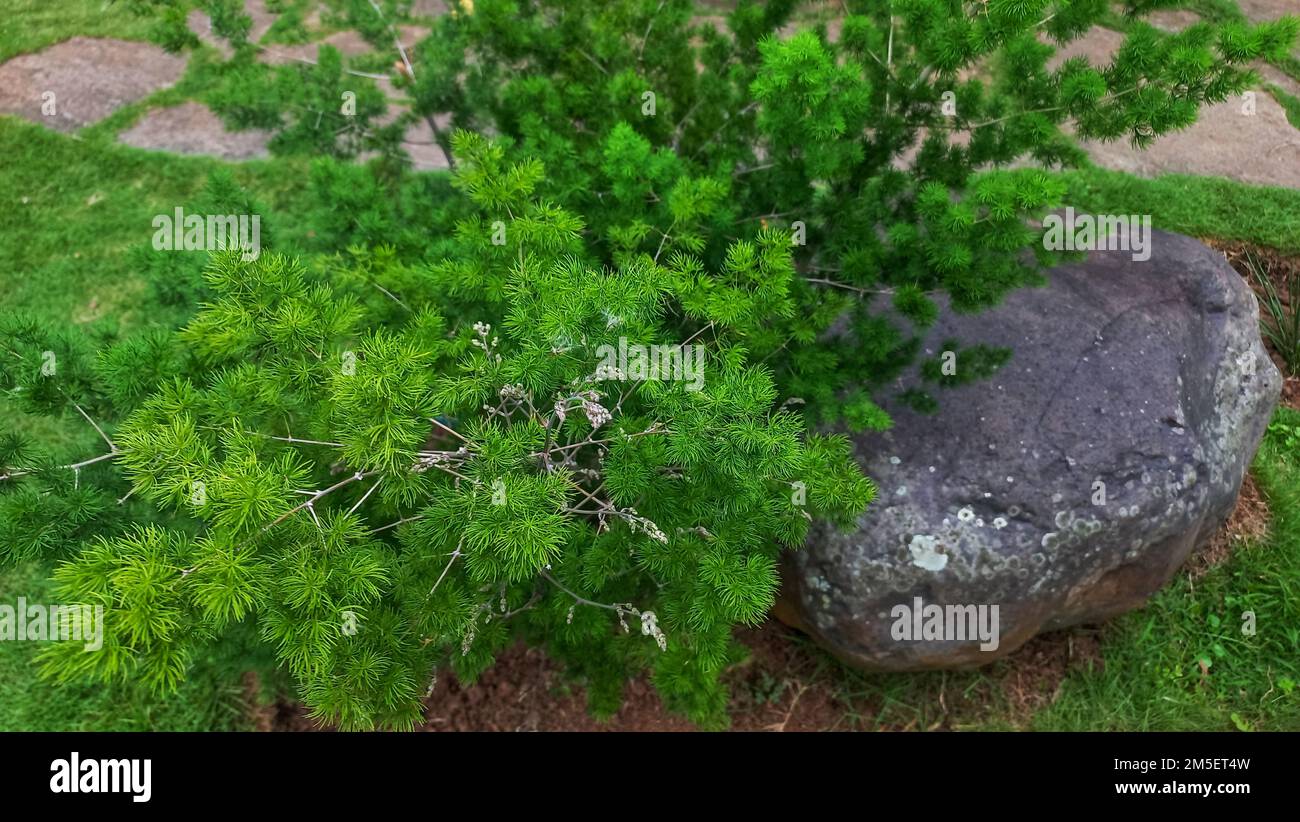 Close up Asparagus ornamental plant tree in the public park garden ...