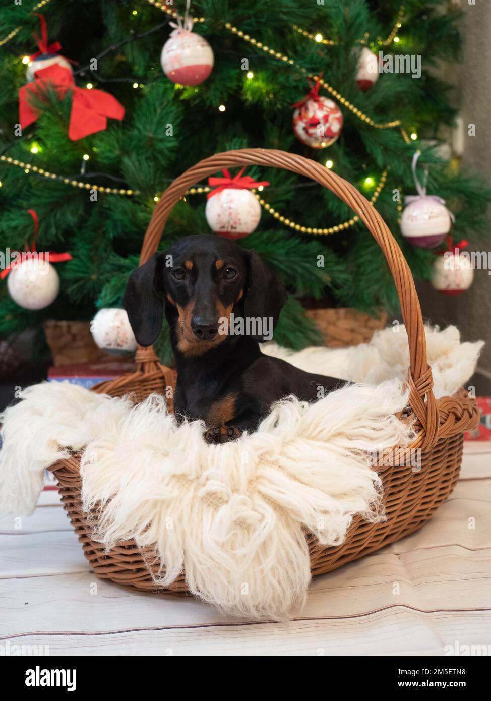 Portrait small dog dachshund black and tan into the basket on ...