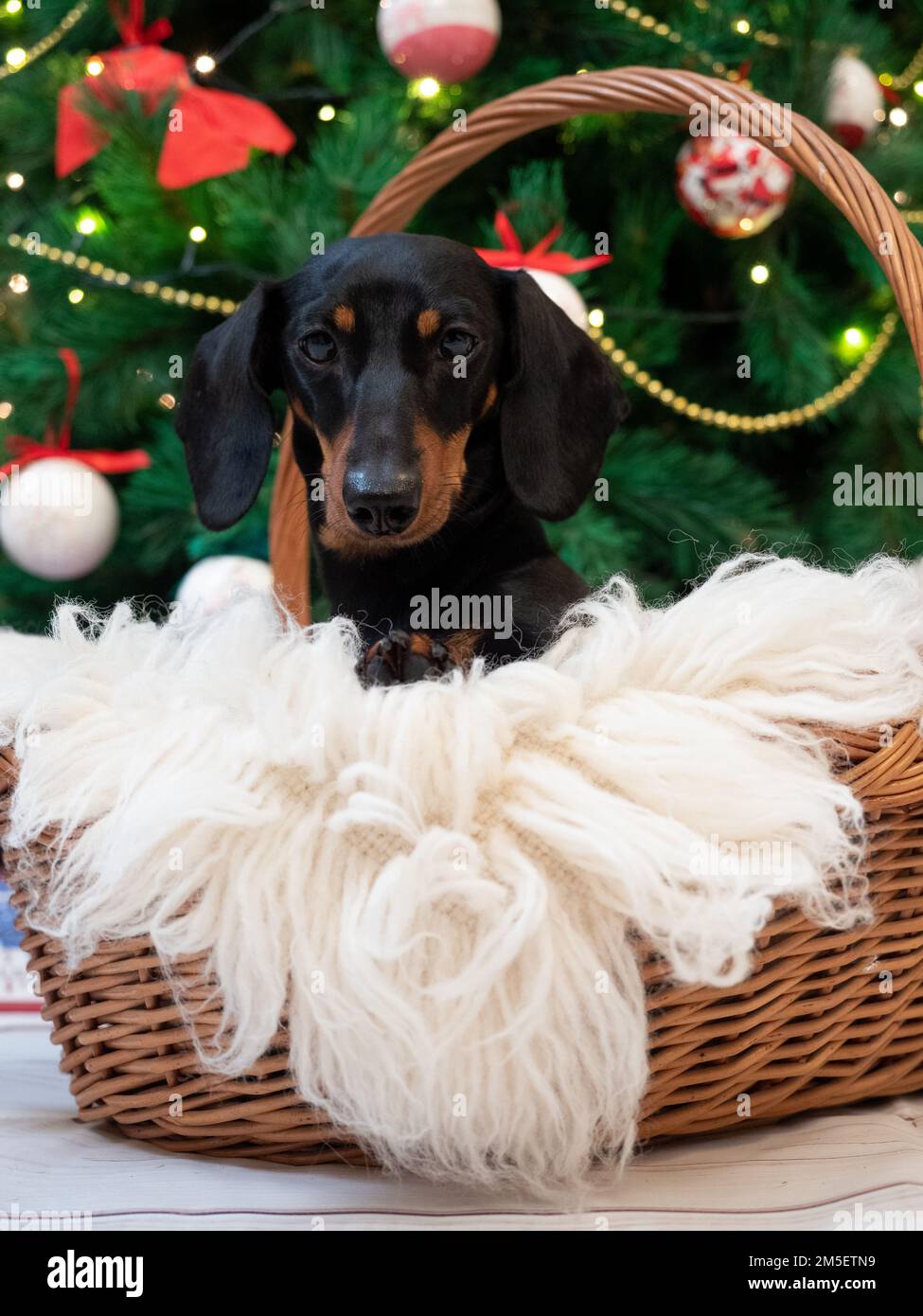 Portrait small dog dachshund black and tan into the basket on ...