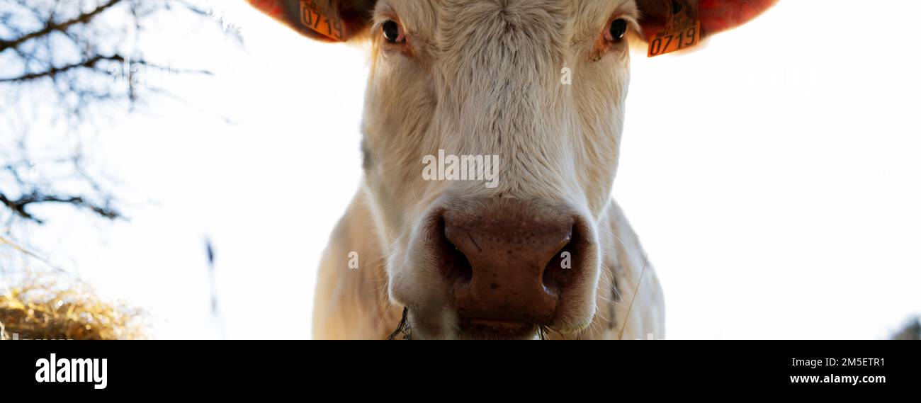 Panoramic close up of ox eating fodder Stock Photo - Alamy