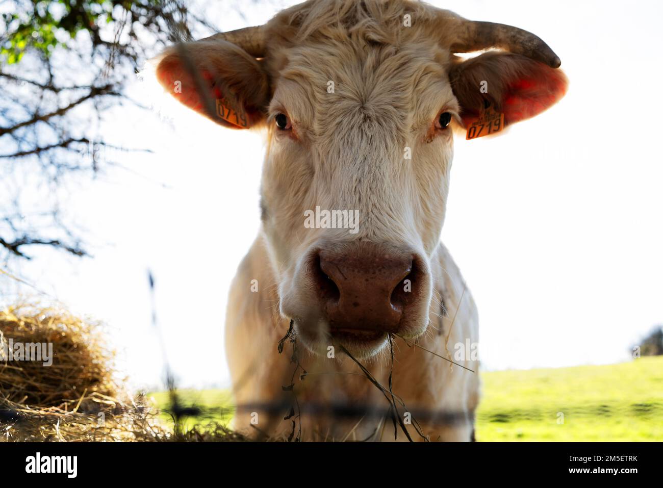 Bull eating straw hi-res stock photography and images - Alamy