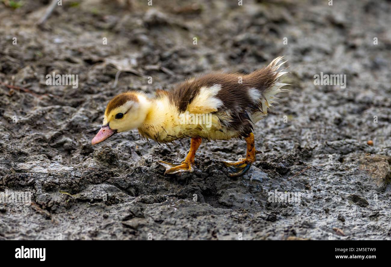 Duckling wallpaper hi-res stock photography and images - Alamy
