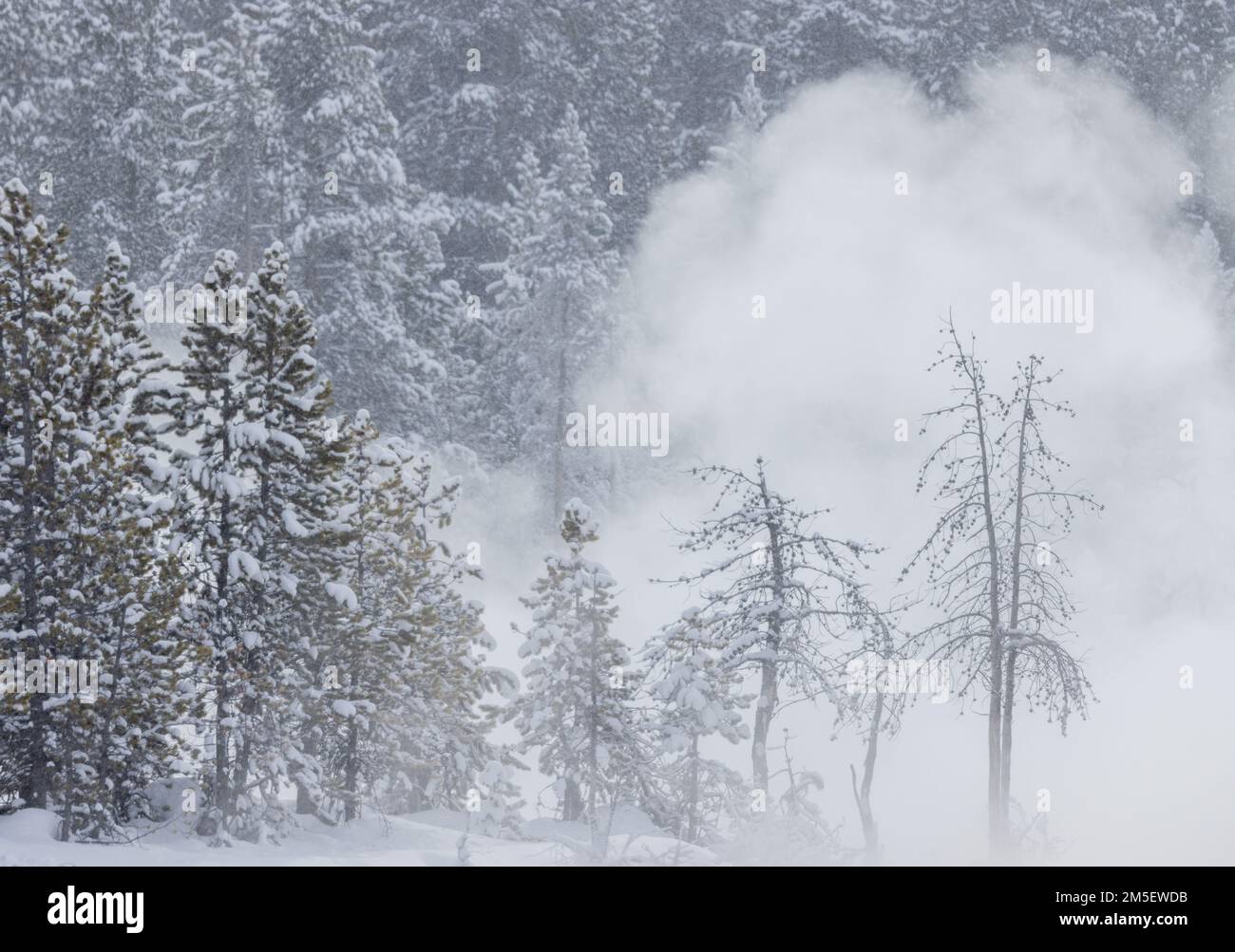 Snow Covered Winter Landscape in Yellowstone National Park Wyoming ...