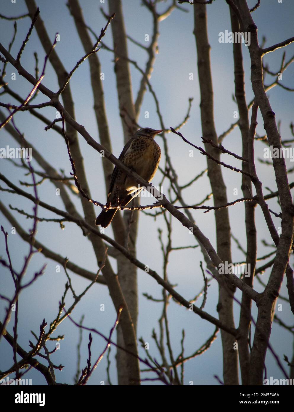 Low angle view of bird perching on branch Stock Photo - Alamy