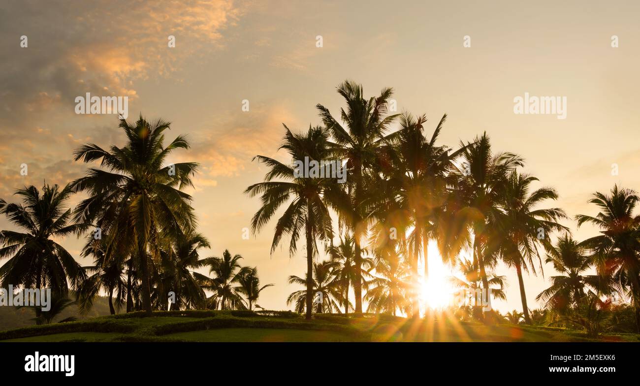 Palms sun tropical sunset hi-res stock photography and images - Alamy