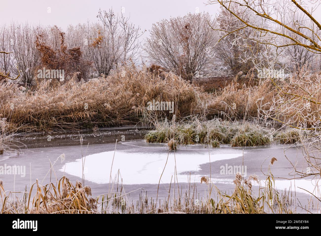 A lake frozen over with ice and snow with grasses and trees on the ...