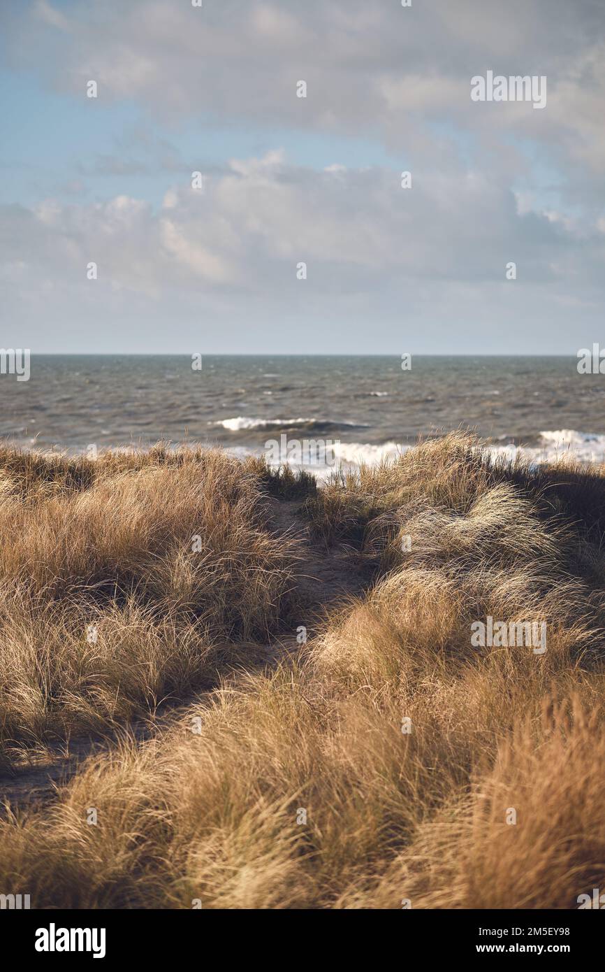 walking through the danish dunes in winter. High quality photo Stock ...