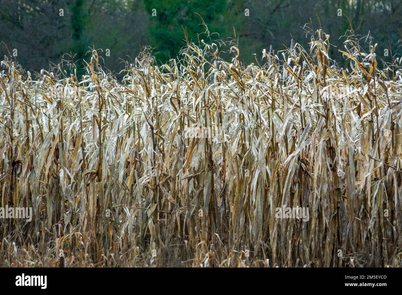 Into game crop hi-res stock photography and images - Alamy