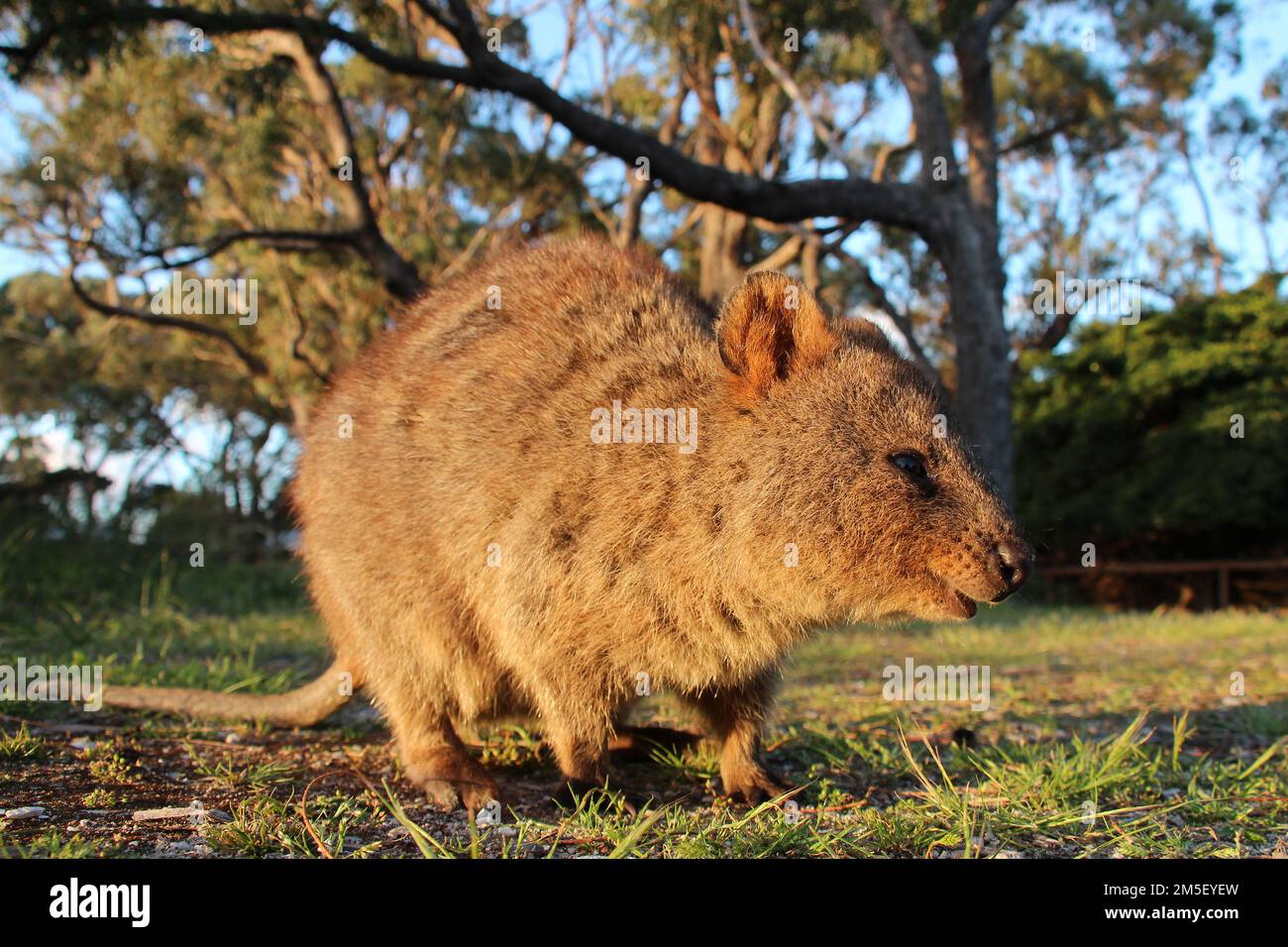 quokka at rottnest island in australia Stock Photo - Alamy