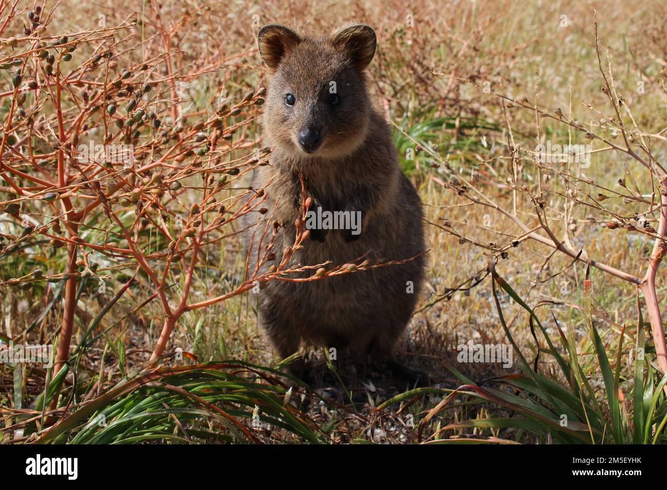 quokka at rottnest island in australia Stock Photo - Alamy
