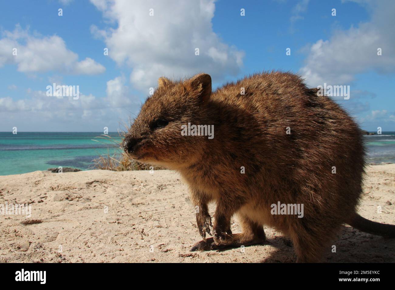 quokka at rottnest island in australia Stock Photo - Alamy