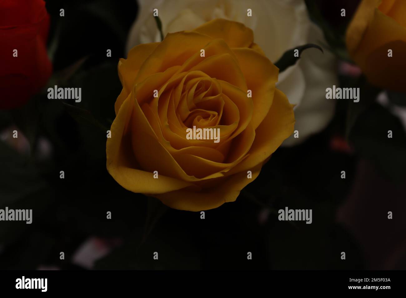 A closer look to a thread of a rose inside of a local house. This image ...