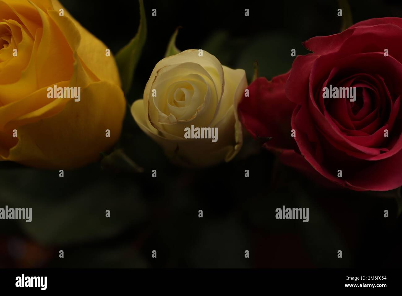 A closer look to a thread of a rose inside of a local house. This image ...