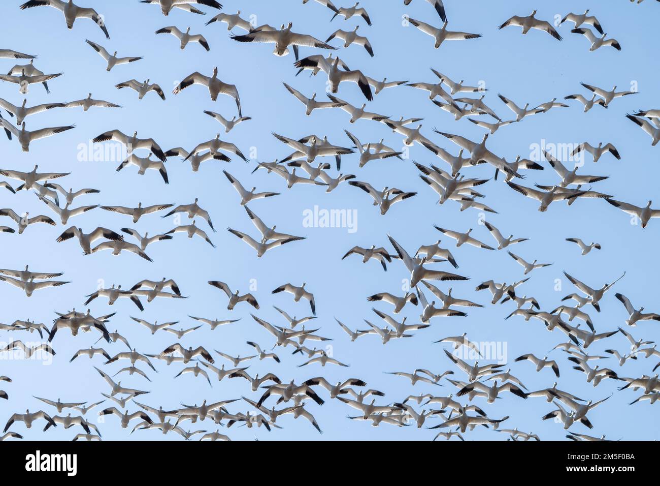 Snow geese (Anser caerulescens) fly against a blue-sky background on ...