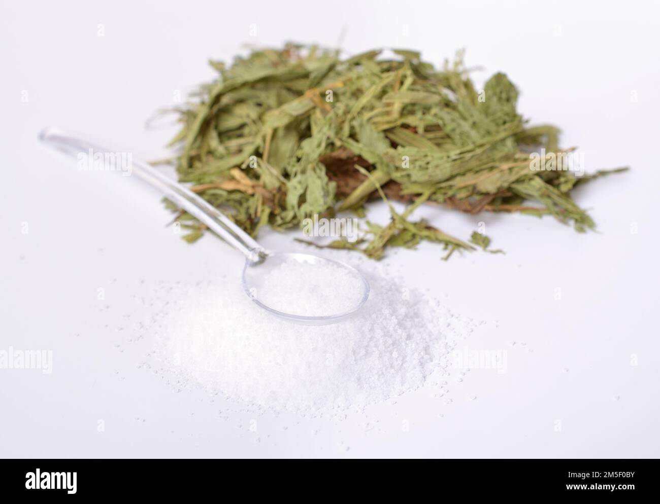 Dried stevia plant with Stevioside. Natural sweetener Isolated on white ...